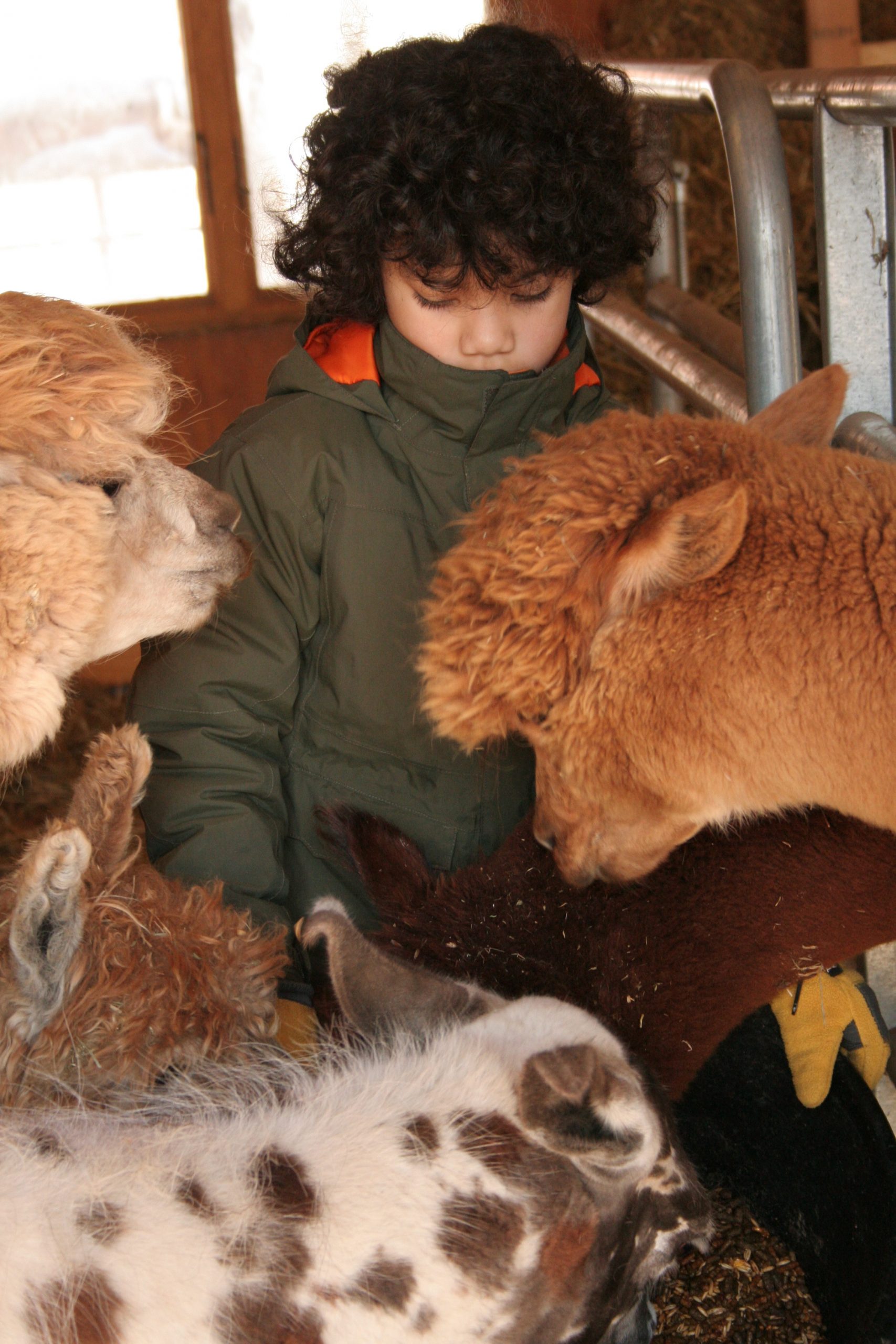 Meet the collaborator of playing mantis – Toy Store Playing Mantis